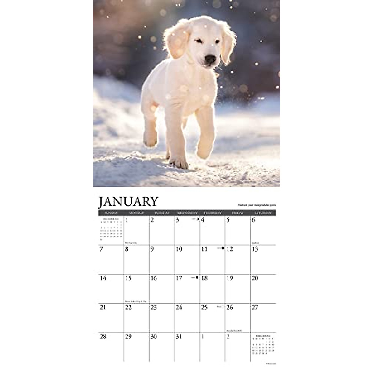 Willow Creek Press What Goldens Teach Us Monthly 2024 Wall Calendar (12" x 12")