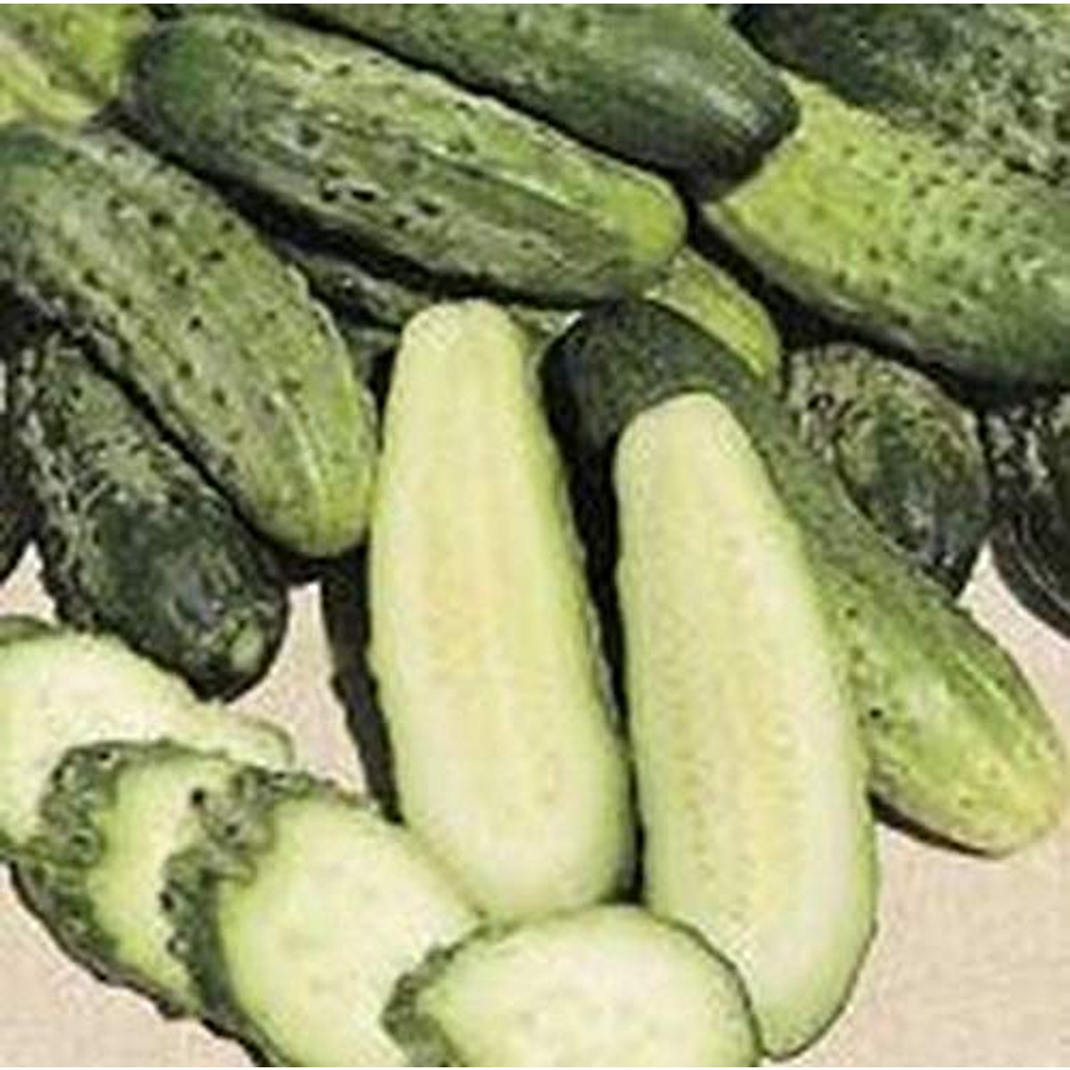 Miss Pickler F1 Cucumber Seeds - Excellent Choice for Home Gardens. Delicious(100 - Seeds)