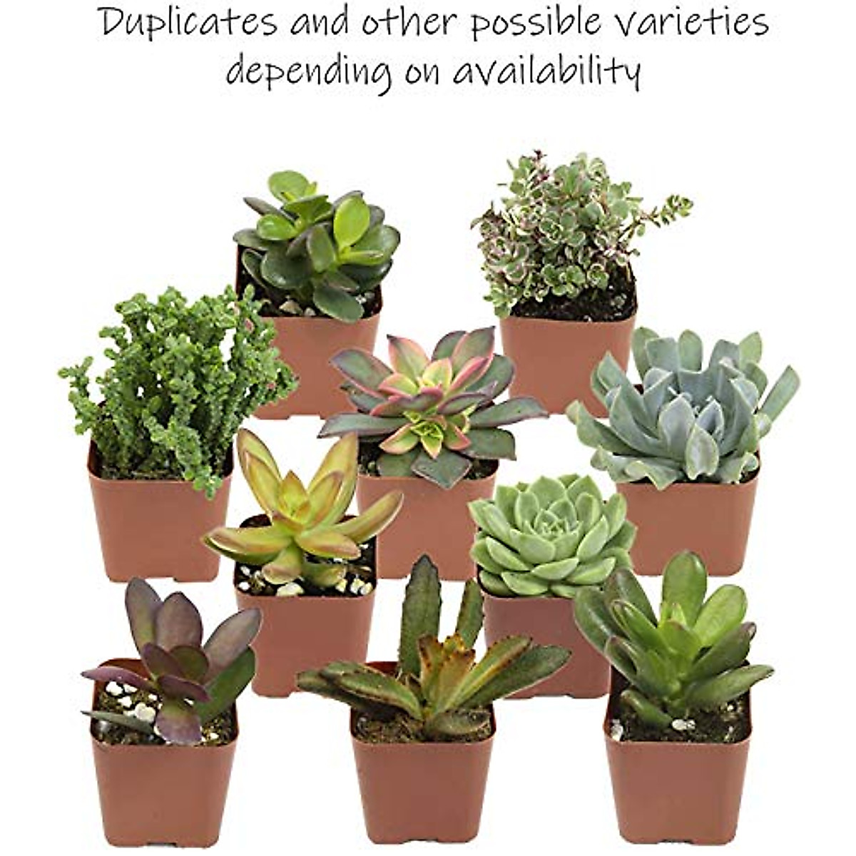 Altman Plants, Live Succulents Plants (50 Pack), Nursery Pots Variety Pack, Bulk Succulents Plants Live Plants Indoor Plants Live House Plants Indoors Live Indoor Plants Live Houseplants Live Indoor