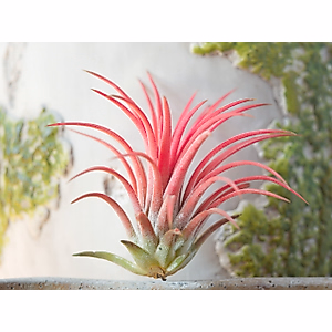 Small Air Plants - Colored Ionantha Rubra -Ionantha Guatemala Tillandsia Air Plant, Guatemala Tillandsia Live Airplant (Pink)