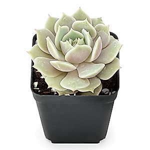 2in Echeveria Lola, 1 Pack Live Mini Succulent Plant Fully Rooted in Pots with Soil Mix, Real House Plant for Indoor Outdoor Home Office Wedding Decoration DIY Projects Party Favor Gift