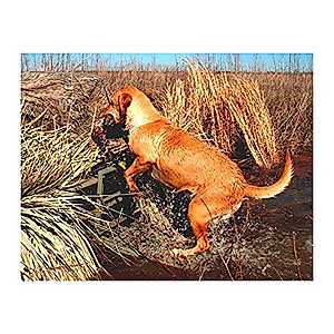 Great Day Load-A-Pup HD 14x20in Robust Safety Pet Loading Platform - for The Hunting Dog - Earth-Tone Gray Powder-Coated Finish - Intended for Use in Fresh Water, LP500HD