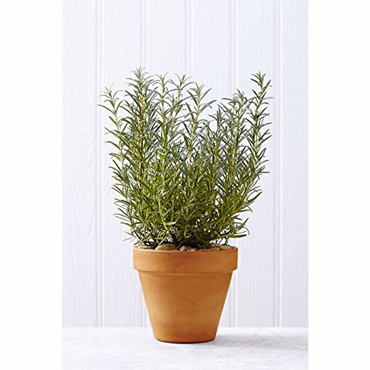 Gaea's Blessing Seeds - Rosemary Seeds - Heirloom Non-GMO Seeds with Easy to Follow Instructions 97% Germination Rate (Single Pack)