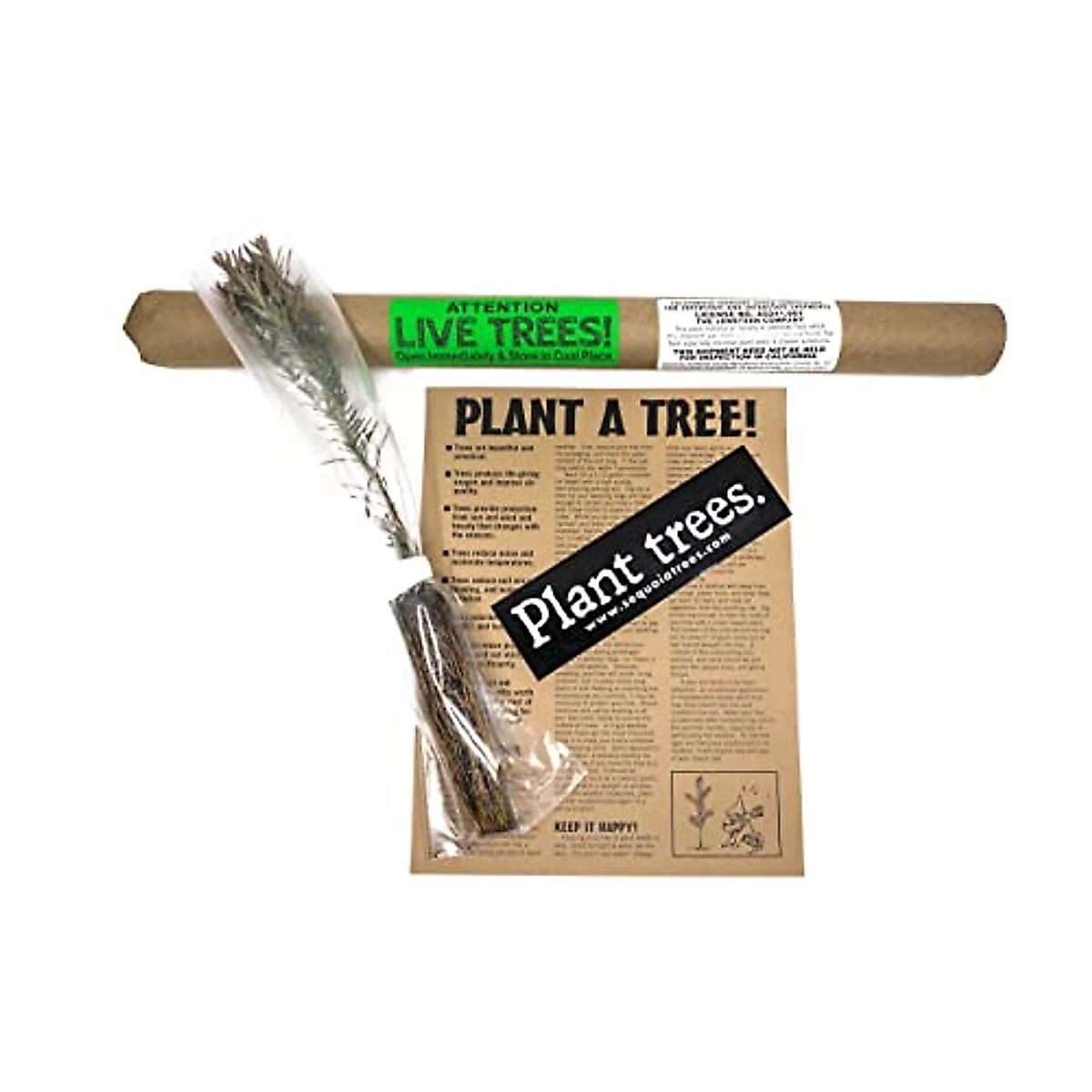 Coast Redwood | Small Tree Seedling | The Jonsteen Company