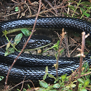 NAKIMO Realistic Rubber Fake Snake Toy 50 Inch Mamba for Garden Props and Practical Joke