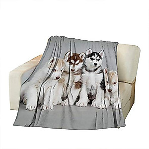 Moslion Soft Cozy Throw Blanket Husky Puppies Dogs Fuzzy Warm Couch/Bed Blanket for Adult/Youth Polyester 60 X 80 Inches(Home/Travel/Camping Applicable)