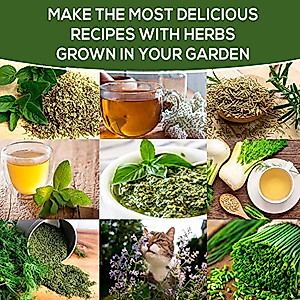 20 Most Needed Spice Seeds for Home Gardening - Kitchen & Culinary Herb Plant Seeds for Indoor, Outdoor, and Hydroponic Growing, Including Basil, Parsley, Rosemary, Mint & More