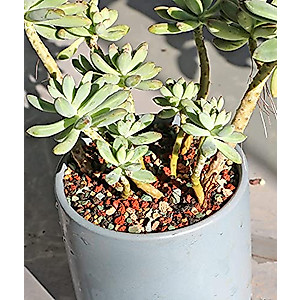 Succulent and Cactus Soil Gritty Mix Rocks, 6lb Bonsai Volcanic Gravel, Indoor Plant Drainage Lava Stones, Small Decorative Potting Pebbles for Terrarium Fairy Gardening and Houseplants Top Dressing