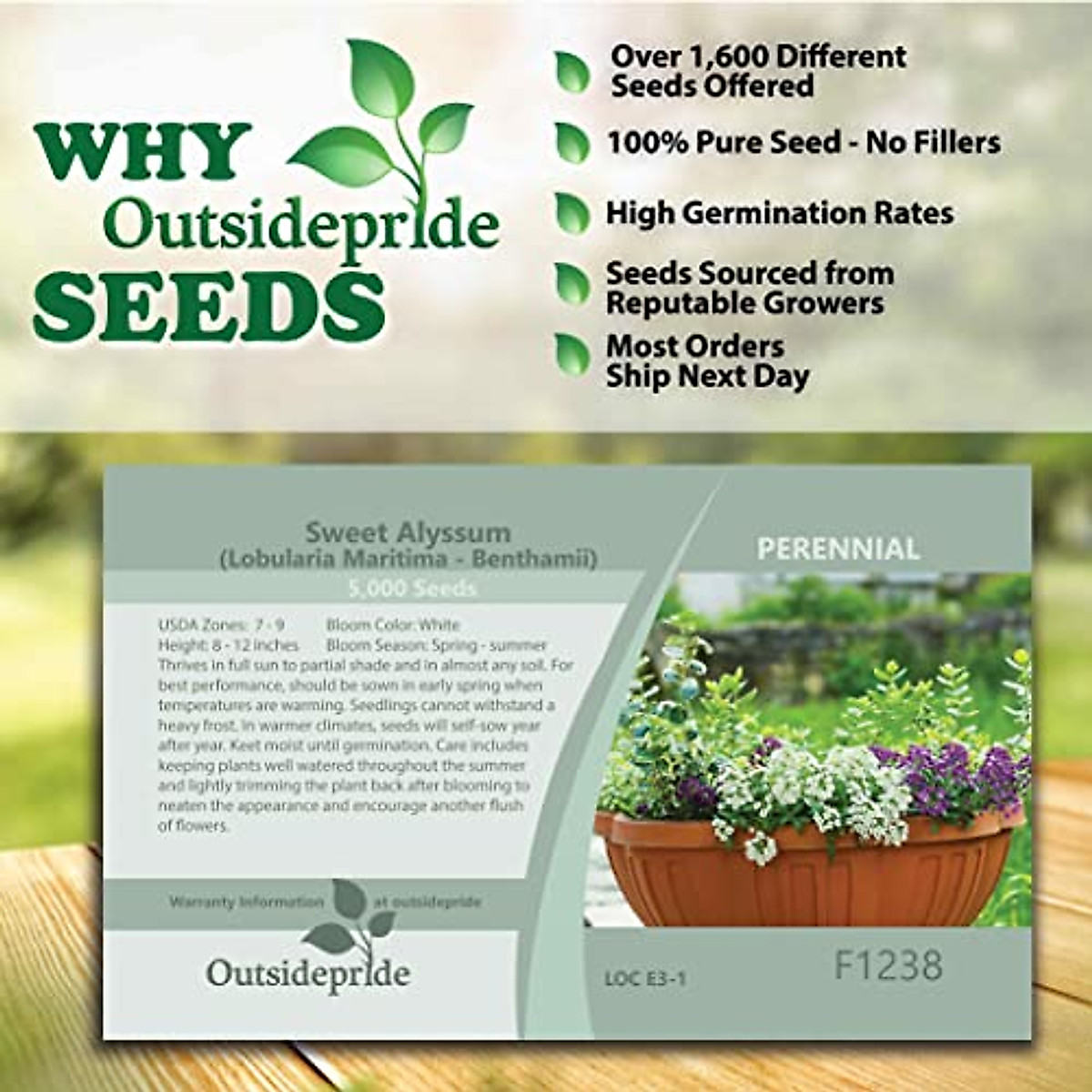 Outsidepride Lobularia Maritima Alyssum Sweet Drought & Heat Tolerant Wild Flowers - 5000 Seeds