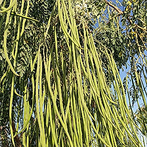 QAUZUY GARDEN 50 Moringa Plant Seeds Premium Horseradish Tree Miracle Tree Seeds - Fast-Growing & Drought Tolerant - Perennial Tropical Exotic Tree Seeds