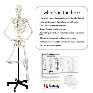 Anatomy Skeleton Model, Adult Human Anatomical Skeletal Model - Made for Students, Teachers, Medical Professionals - Includes Bone Anatomy Numbering Guide, Dust Cover & Stand - Made by Axis Scientific