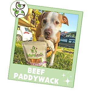 Nature Gnaws Beef Paddywack Tendons for Dogs 5-6" (10 Count) - Long Lasting for Aggressive Chewers - Natural Beef Dog Chew Bones - Rawhide Free