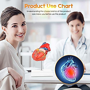 MIIRR Human Heart Model, 2-Part Life Size Heart Model Educational Tool, 3D Heart Model Anatomy, Accurate Numbered Heart Medical Anatomy Model with Magnets on Base