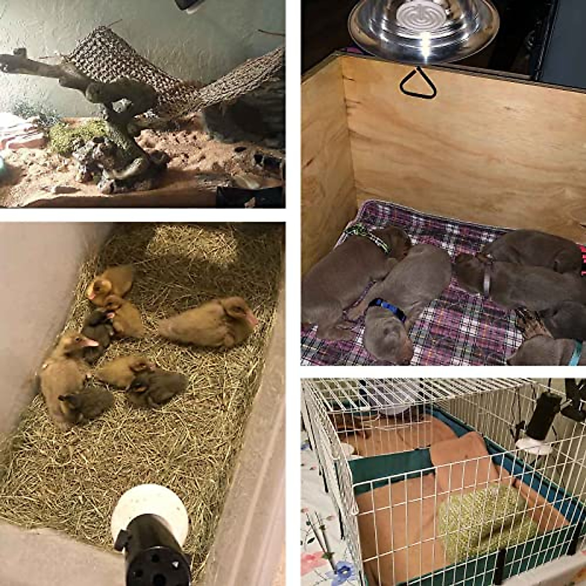 WUHOSTAM 2 Pack 75W White Ceramic Heat Lamp with 1-pcs Digital-Thermometer,Infrared Bulb Emitter Lamp Infrared Bulb for Pet Brooder Coop Chicken Lizard Turtle Snake Aquarium ETL Listed