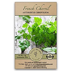 Gaea's Blessing Seeds - Chervil Seeds - Non-GMO Seeds with Easy to Follow Planting Instructions - Open-Pollinated French High Yield Heirloom 92% Germination Rate 1.6g