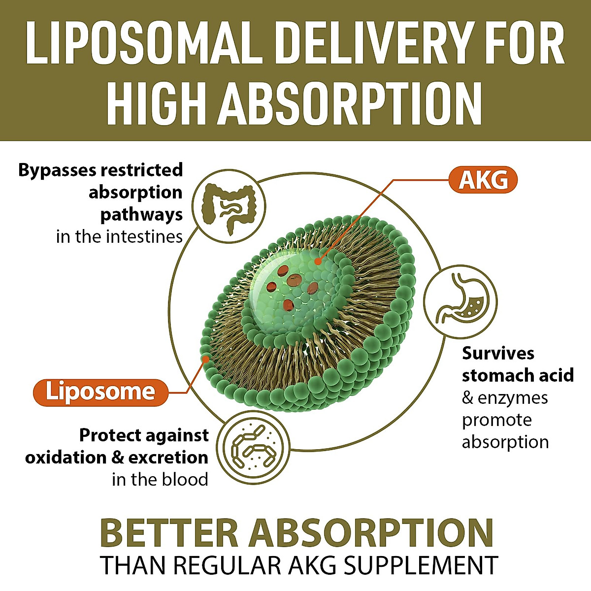 Liposomal Calcium AKG Supplement 1500 MG (Alpha-Ketoglutaric Acid), High Absorption, More Effective Than AAKG, Ca AKG for Longevity, Age Defense, Cellular Energy, Metabolic Function, 120 Softgels