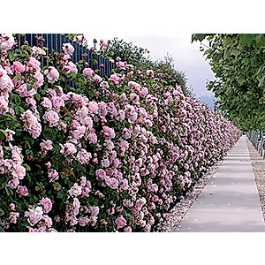 20 Pink Climbing Rose Seeds for Planting Roses Flowers Seed Spring