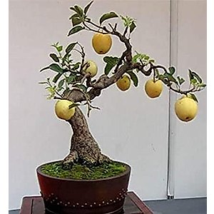 Bonsai Pear Tree Seeds - 8 Large Seeds - Grow Fruit Bearing Bonsai