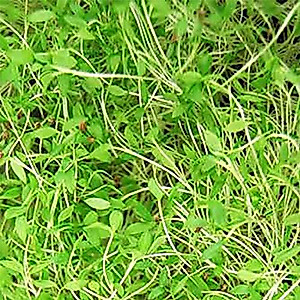 Parsley Herb Garden Seeds - Dark Green Italian Flat-Leaf - 3 Gram Packet - Non-GMO, Heirloom Herbal Gardening & Microgreens Seed