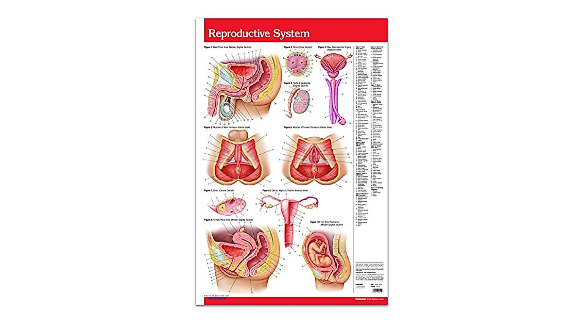 Reproductive System Poster - Anatomical Chart 24"x36"