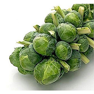 David's Garden Seeds Brussels Sprouts Long Island Improved FBA-1443 (Green) 50 Non-GMO, Heirloom Seeds
