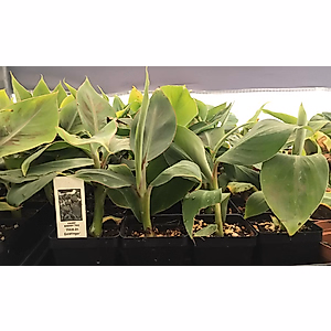 1 LIVE PLANT Goldfinger Dwarf Banana Tree - RARE Desert Banana 3 to 8 inch tall