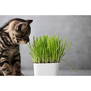 Cat Grass Seeds for Growing | 4 Way Blend, Rye, Wheat, Oats and Barley | Made in USA, Ships from Iowa. (5 Pounds)