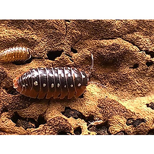 Bugzy Bugs Clown Isopods 10 Count Armadiliidium Klugii Montenegro Roly Poly Insects Cleanup Crew for Terrarium Reptile Pet Food (10 Count)