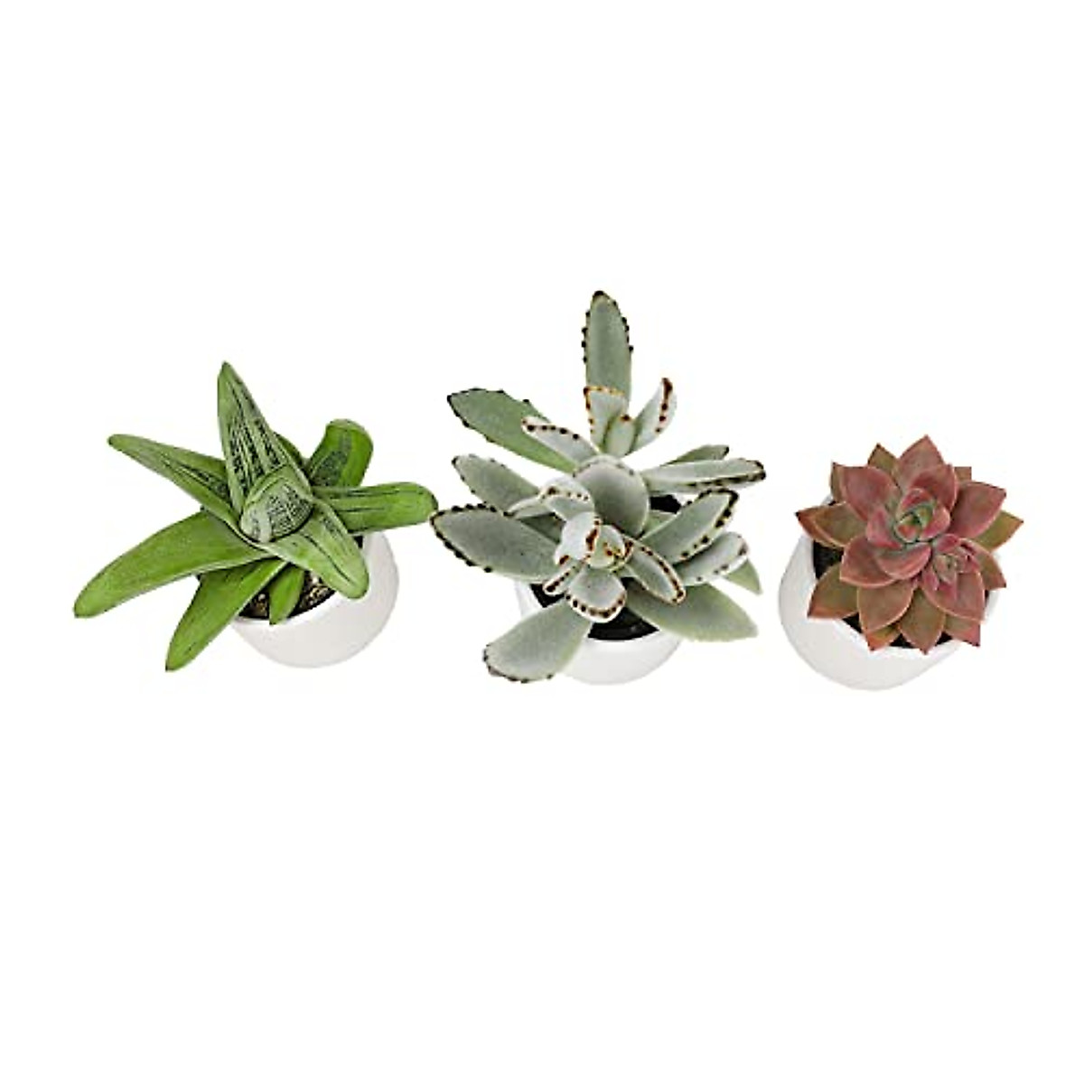 Live Succulents in White Planter Pots (3 PK), Live Succulent Plants Live Plants in Succulent Pots, Mini Succulents Plants Live Unique Gardening Gifts for Plant Lovers, Plant Gifts by Plants for Pets