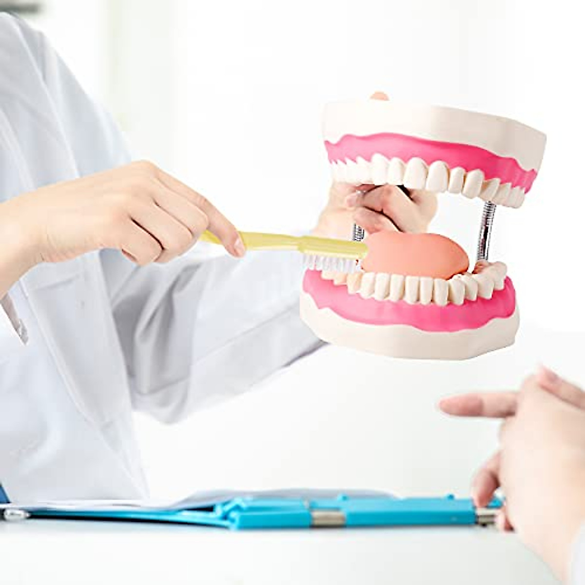 Annhua Large Anatonmical Teeth Model 6 Times Dental Hygiene Teeth Models, Dentist Teaching Oral Care Model with Detachable Tongue and Denture Toothbrush