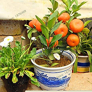 Unknown Fruit Seed Dwarf Standing Orange Tree Flores Indoor Plant in Pot Garden Decoration Plant Kumquat plantas Tangerine Ci