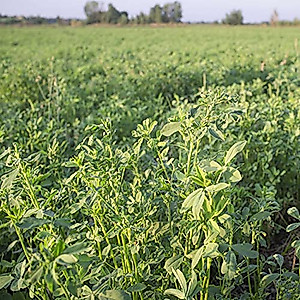 Outsidepride Alfalfa Forage Legume Seed for Pastures, Hay, & Livestock - 5 LBS