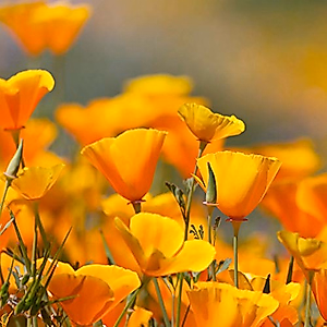 Outsidepride Eschscholzia Californica California Poppy Native Garden Wild Flower Seed - 1/4 LB
