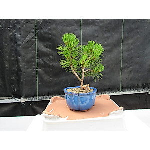 Mugo Pine Bonsai Tree - Small