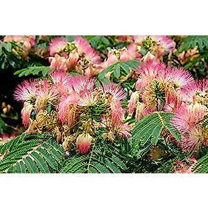 Earthcare Seeds Albizia julibrissin Rosea Pink Persian Silk Tree 30 Seeds (Albizia julibrissin f. rosea)