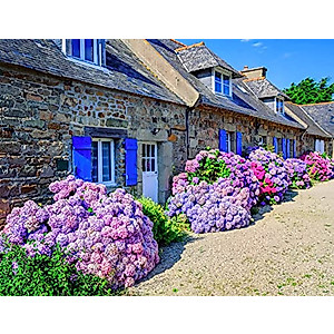 100+ Mixed Hydrangea Seeds for Planting Fast Growing Shrub Flowers Bush Plants Beautiful Smell Outdoor Garden Decor Home Perennial