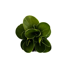 Plants by Post Green Peperomia Obtusifolia Quart Baby Rubber Plant 4" Easy Houseplant