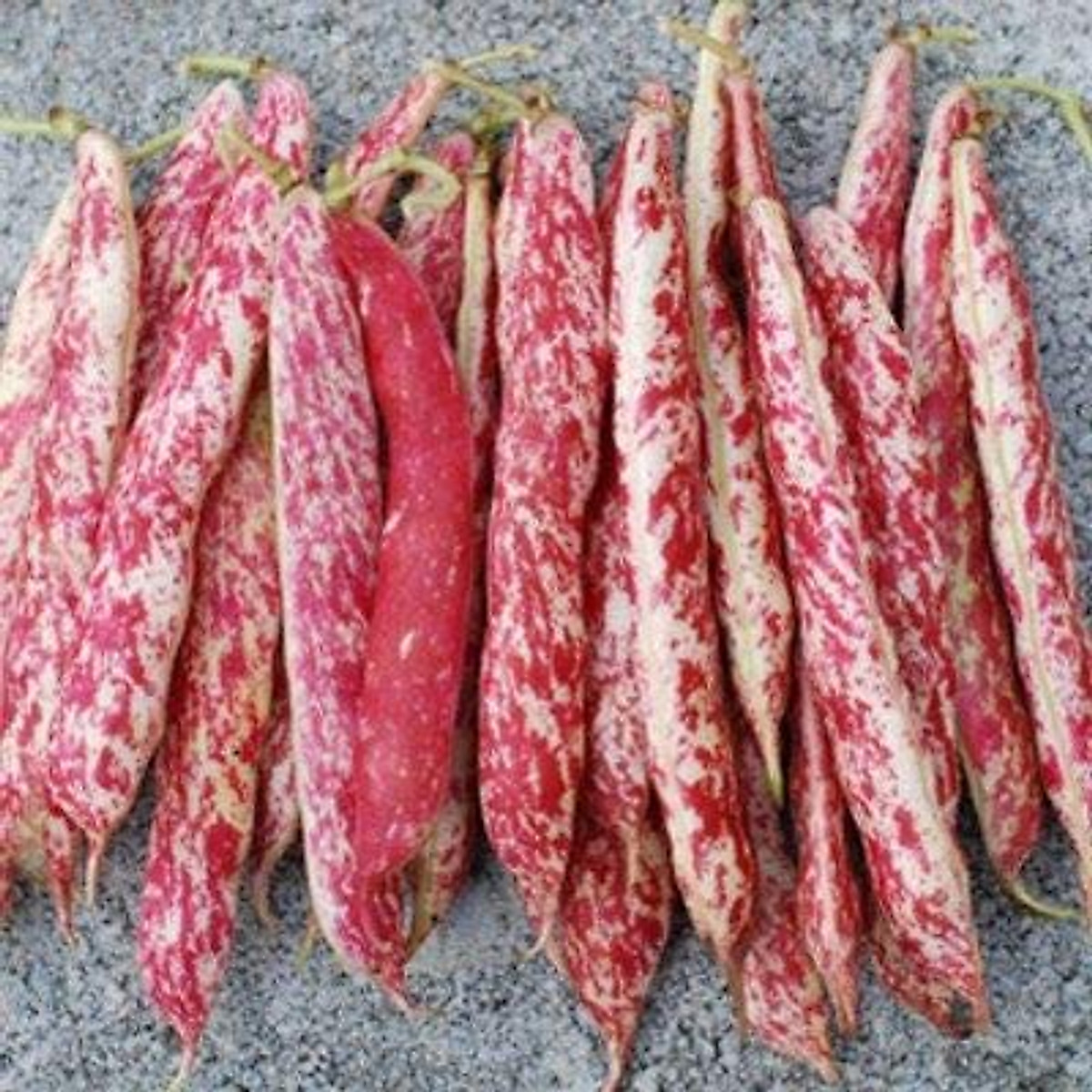 Taylor Dwarf Horticulture (Cranberry) Bush Bean Seeds, 25+ Heirloom Seeds Per Packet, Non GMO Seeds, (Isla's Garden Seeds), Botanical Name: Phaseolus vulgaris, 85% Germination Rates, Great Gift