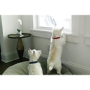 CLAWGUARD Window Sill Protector - Strong Transparent Protection for pets Scratching, Chewing, Slobbering & Clawing on Window Sills. Keep Paws Safe and Home Clean. (Crystal Clear 35.5 in. x 5.25 in.)