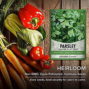 Parsley Seeds for Planting, Italian Flat Leaf is A Heirloom, Open-Pollinated, Non-GMO Herb Variety- Great for Indoor and Outdoor Gardening and Herbal Tea Gardens by Gardeners Basics