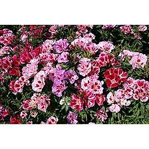 Seeds Satin Flower (Godetia) Mix Large Flower Indoor Garden Beautiful Flowers Annual for Planting Non GMO