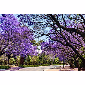 100 Jacaranda Tree Seeds (Jacaranda mimosifolia/Jacaranda acutifolia) - 100 Seeds - Blue Jacaranda Seeds, Black Poui, Nupur Tree - Pack of 100 Rare and Viable Seeds - QO Seeds