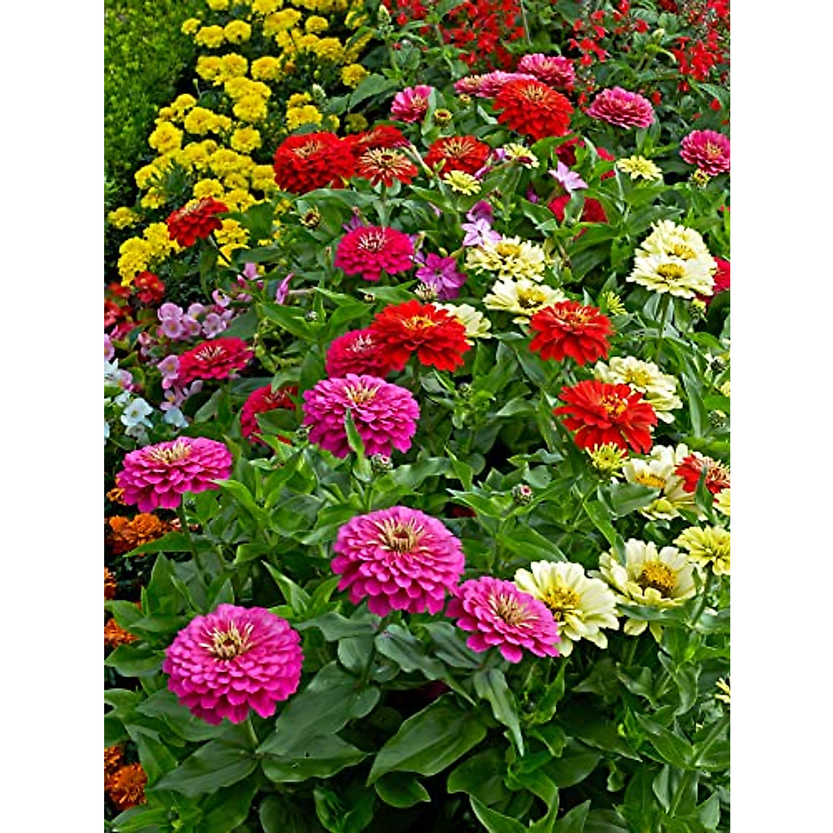 "State Fair Mix" Zinnia Flower Seeds for Planting, 100+ Seeds Per Packet, (Isla's Garden Seeds), Non GMO & Heirloom Seeds, Scientific Name: Zinnia elegans, Great Home Garden Gift