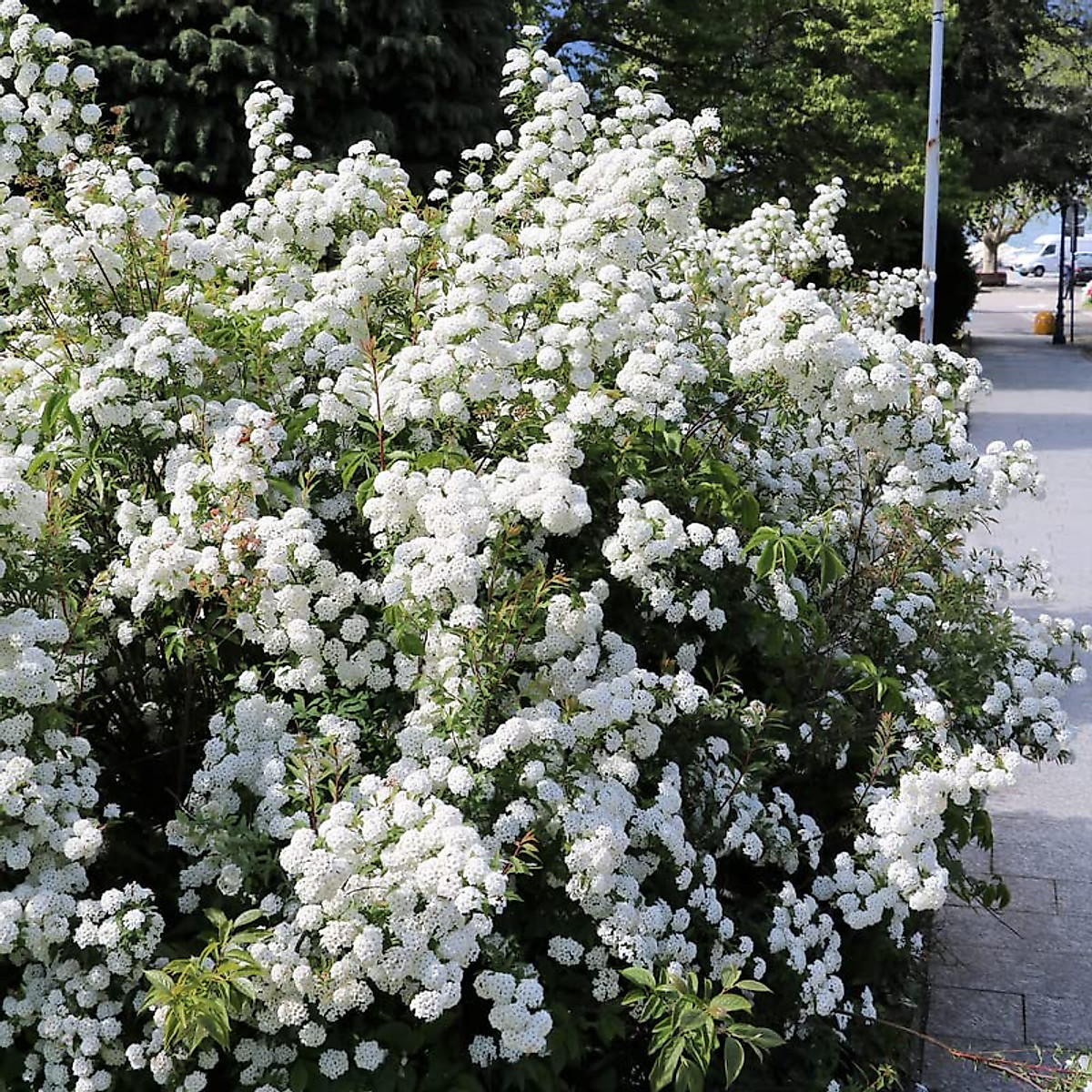 Old Fashion Snowball Viburnum Plant Live from 6 to 12 Inc Tall 4 Inc Pot, Japanese Viburnum Shrub