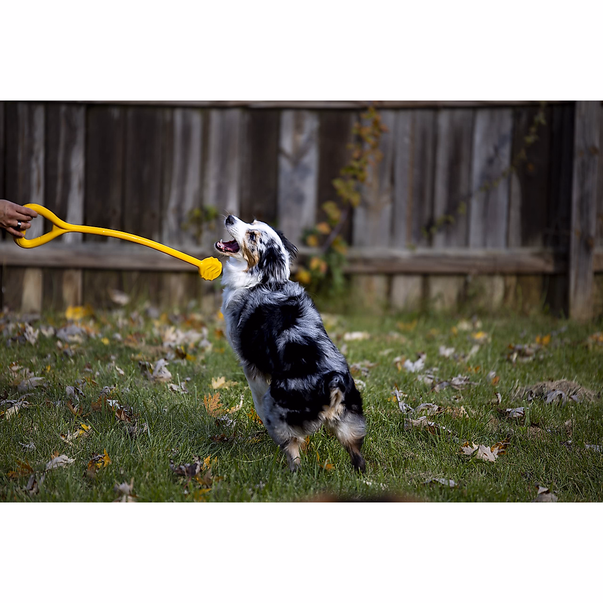 Jersey Dog Co Ultimate Dog Tug Toy, Dog Pull Toy, Tug of War Dog Toy, Safe Dog Chew Toys, Made in The USA Rubber Dog Toy 23” Long