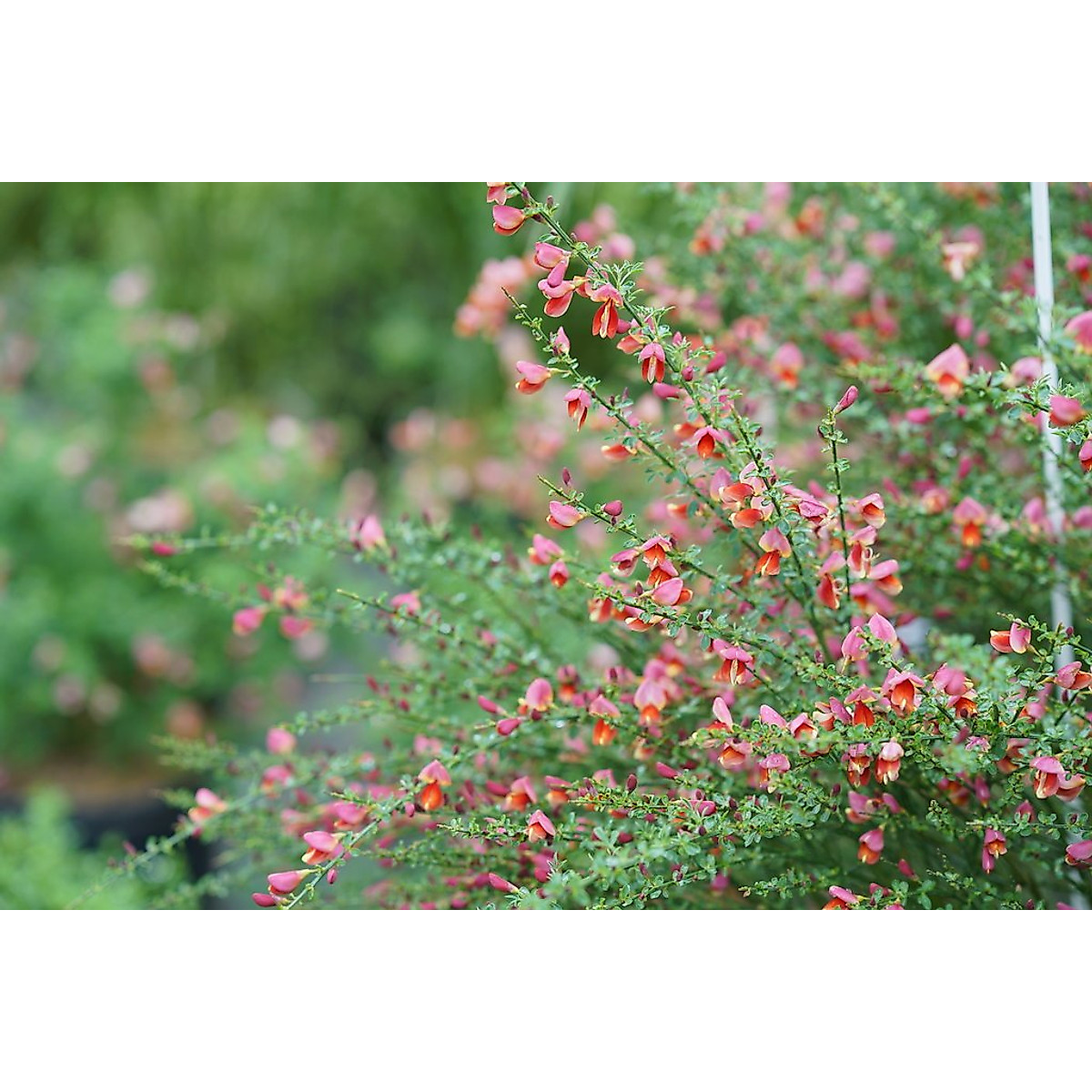 Sister Rosie® Scotch Broom - 4" Pot - Cytisus - Proven Winners