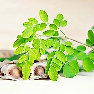 Moringa Rooted Plant Ornaments Perennial Garden Simple to Grow Pots, Moringa Oleifera, 6 Inches in Tall