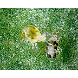 5,000 Live Neoseiulus (Amblyseius) Californicus