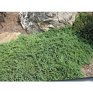Dwarf Japanese Garden Juniper | 1 Live 4 Inch Pot | Juniperus Procumbens Nana | Drought Tolerant Evergreen Groundcover | Great Plants for Bonsai