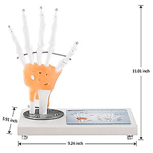 Ultrassist Human Hand Joint Model with Ligaments, Flexible 1:1 Scientific Life Size with 360° Rotatable Wooden Display Base, Includes Anatomy Diagram Best for Patient Education & Medical Training